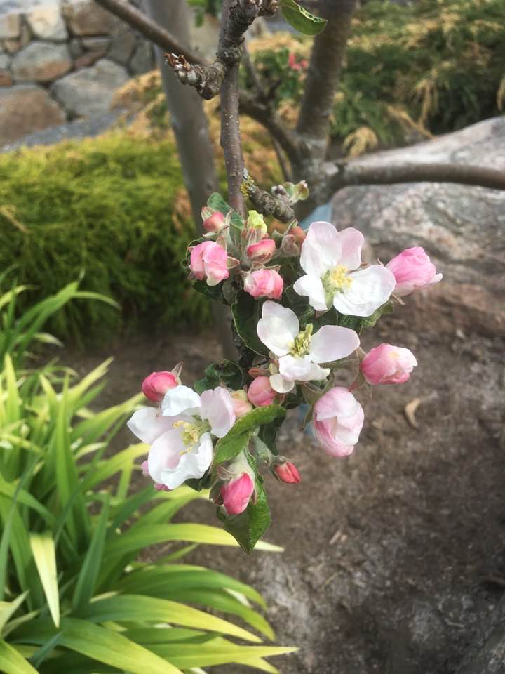 Bland timjan och tok. – Kristinestads historia